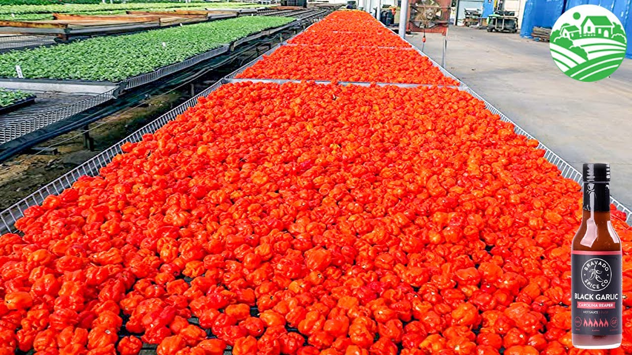 Carolina Reaper Farm And Processing Plant | How Carolina Reaper Sauce ...