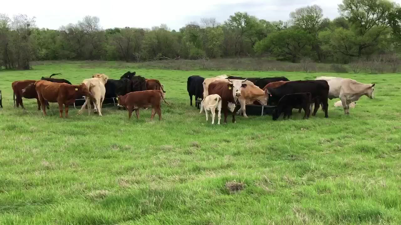 Cattle Range Listing# 003C910-201 - YouTube