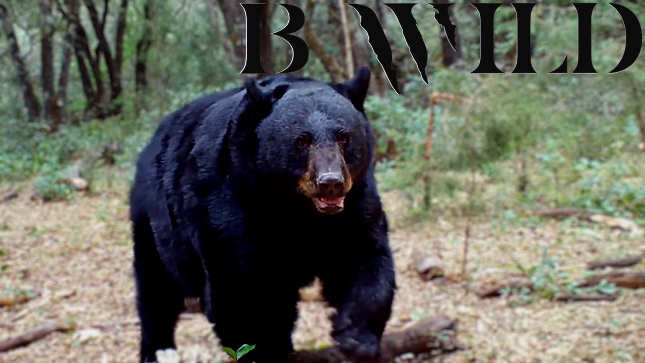 El Imponente Oso Negro y Más: Descubre la Fauna de Coahuila - YouTube