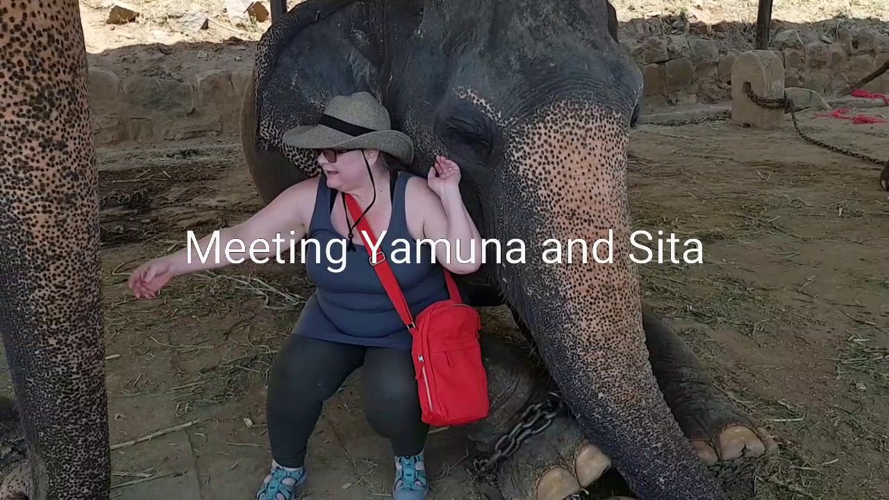 Canadian tourist meeting Elephants for the first time - YouTube