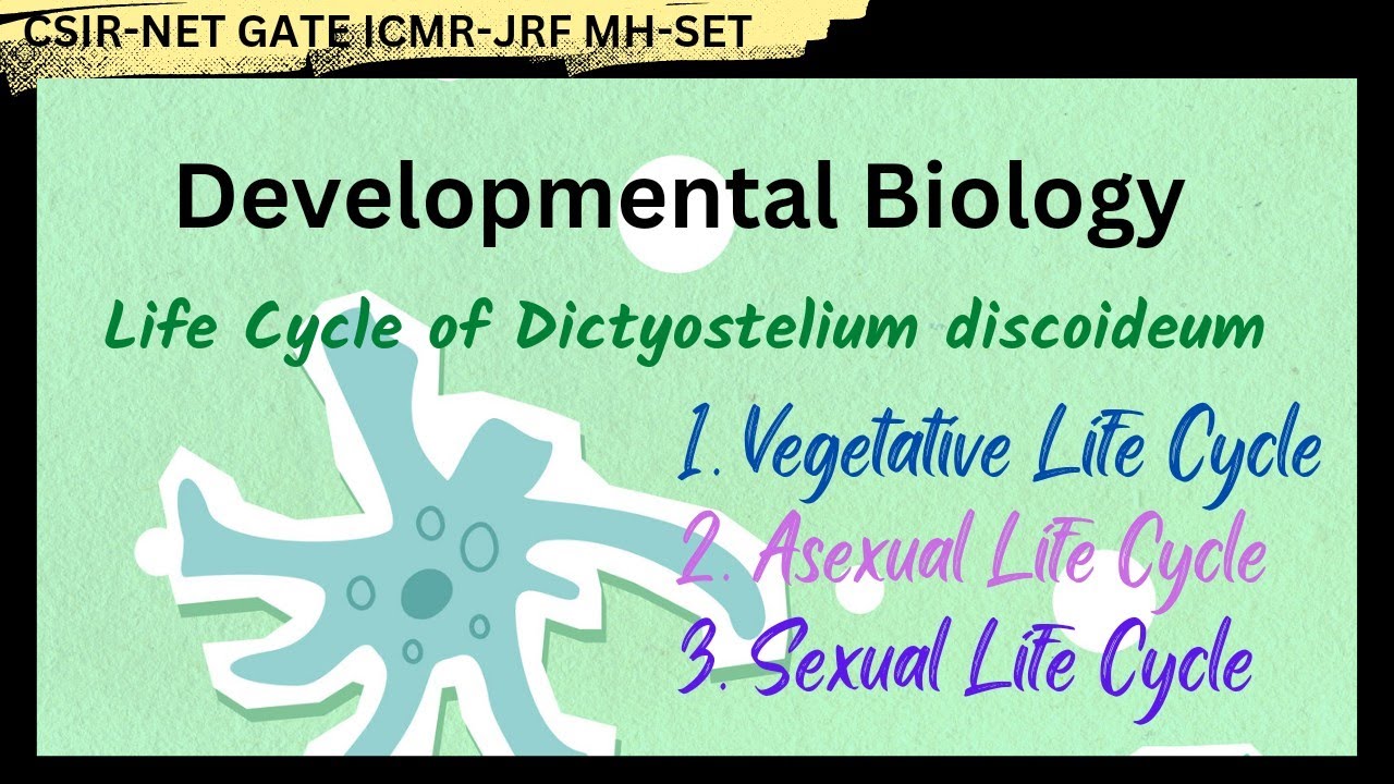 Developmental Biology l Life Cycle of Dictyostelium discoideum l ...