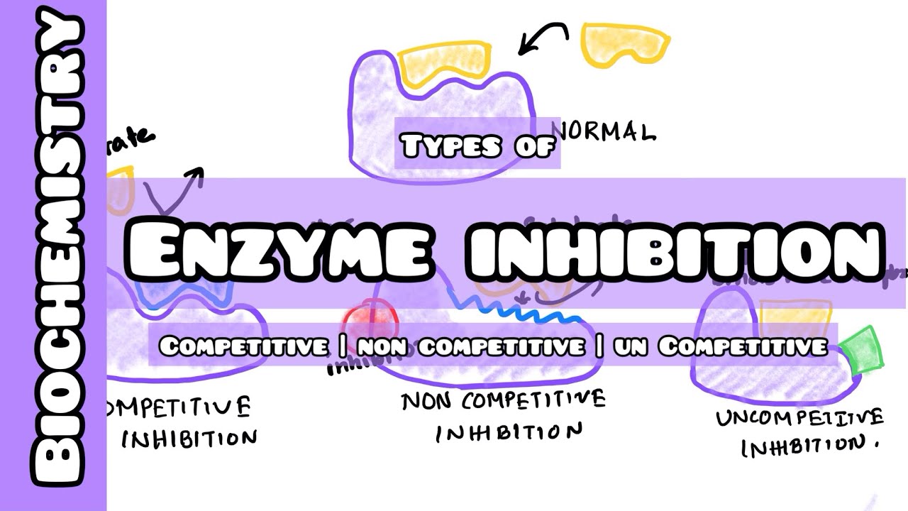 Competive vs Non competitive vs Uncompetitive Enzyme inhibition made ...