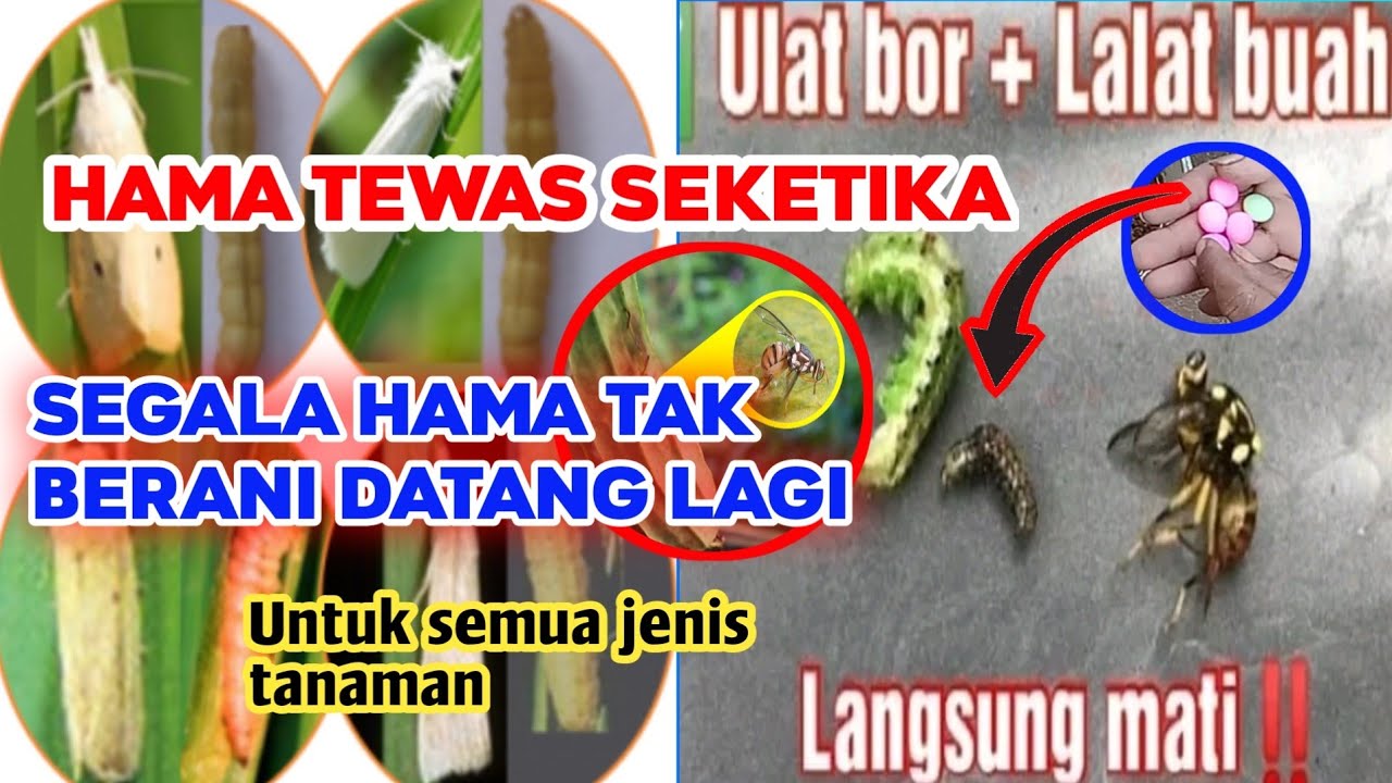 Hama tewas di tempat kena uap nya saja,untuk segala jenis hama - YouTube