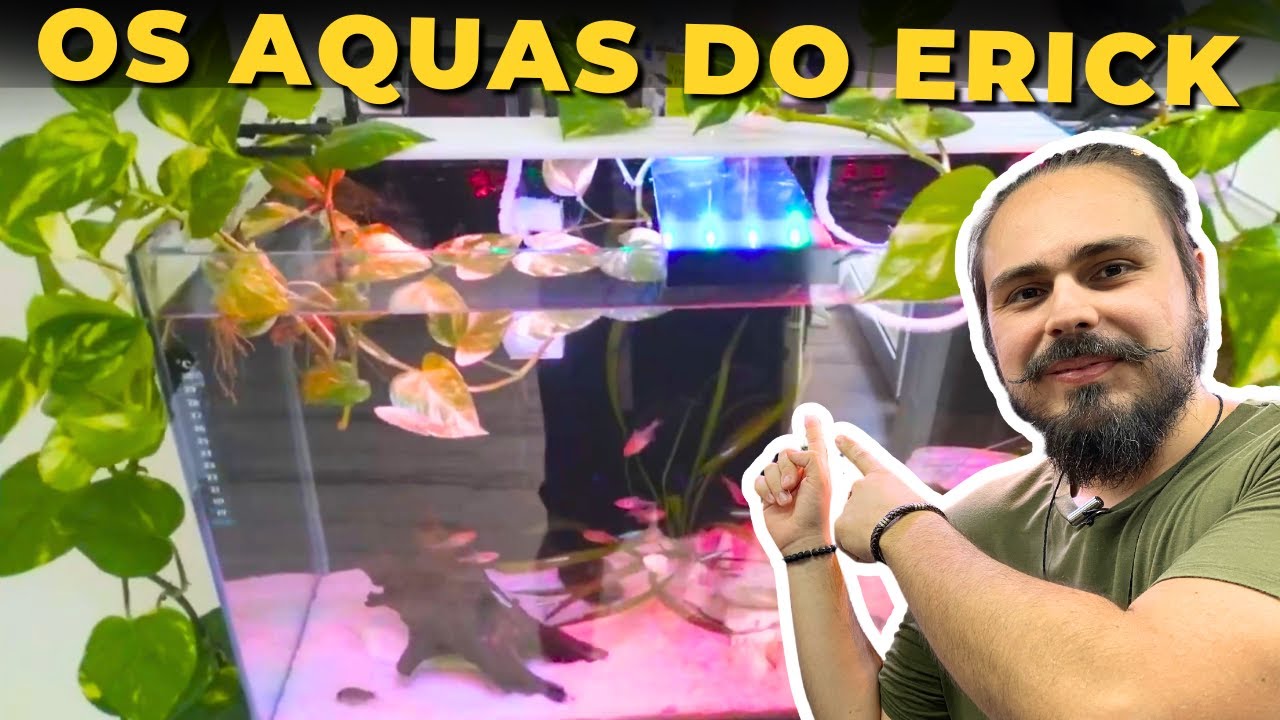 🔴OS DOIS AQUÁRIOS DO ERICK |Mr. Betta| - YouTube