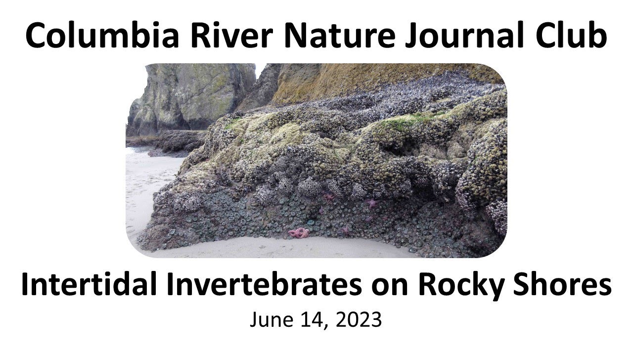 Columbia River Nature Journal Club - Intertidal Invertebrates - YouTube
