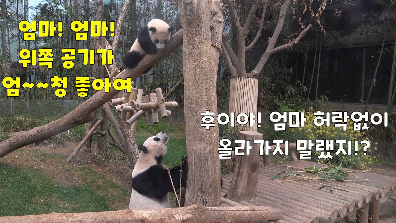 에버랜드 판다 아이바오 대나무 먹는 모습 보면서 따라 배우는 루이바오와 후이바오 엄마 허락 안받고 나무위에 올라가서 혼나는 후이 나무 위 공기가 좋다며 해맑은