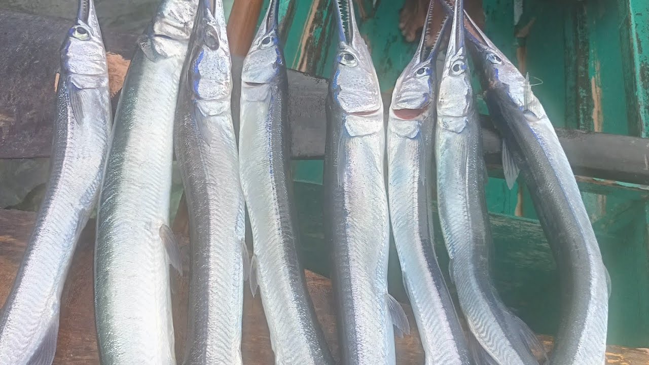 Part2 Ang dilikadong isda (BALO) grabi sa habulan Ang saya - YouTube