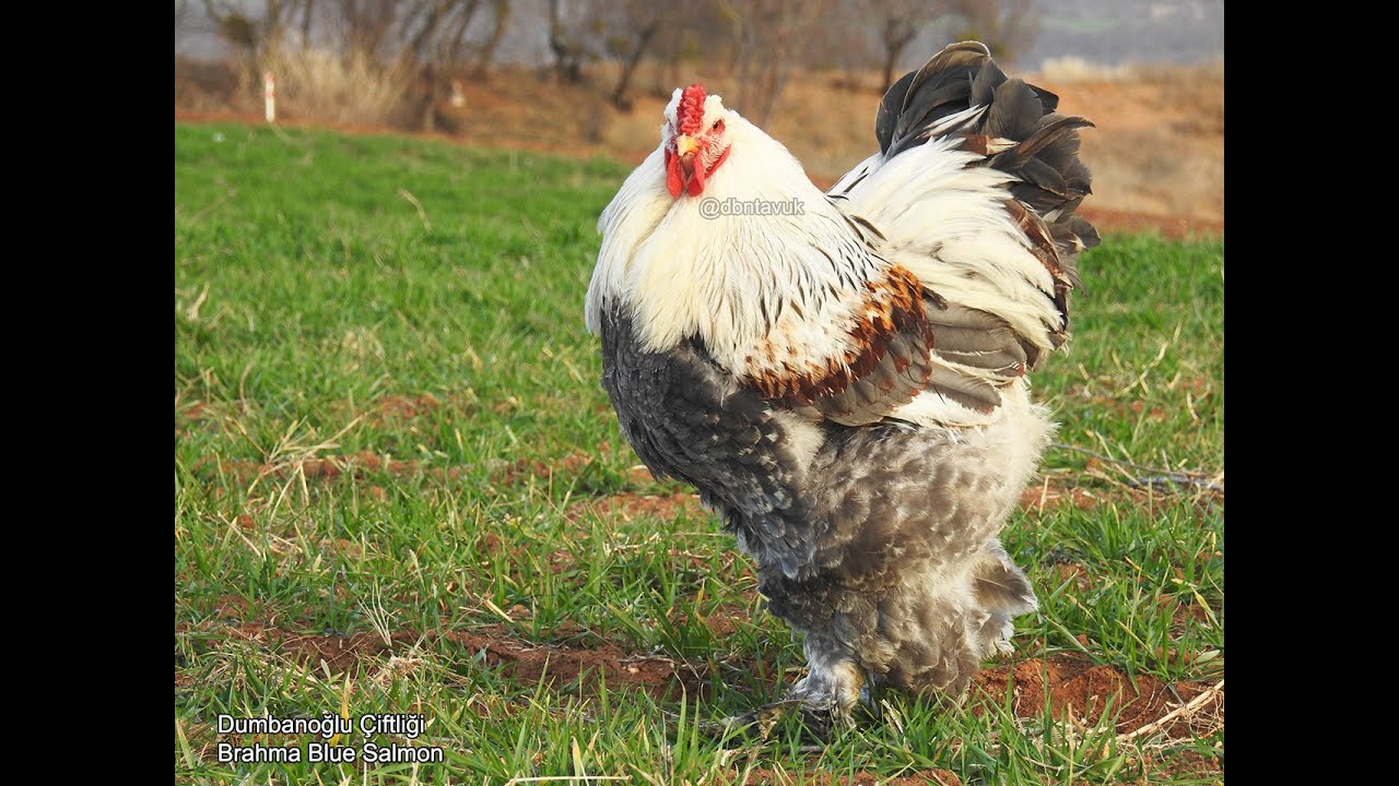 Brahma Blue Salmon 01 - YouTube