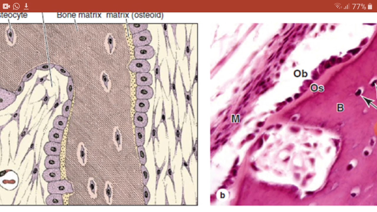 lab 7 histology of the bone - YouTube