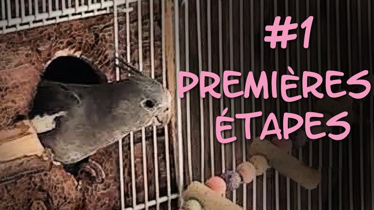 TUTO Reproduction #1 : bien préparer votre couple - YouTube