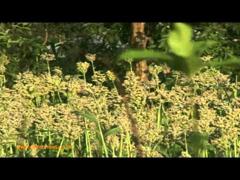 Smart Farm - Sorghum Farming