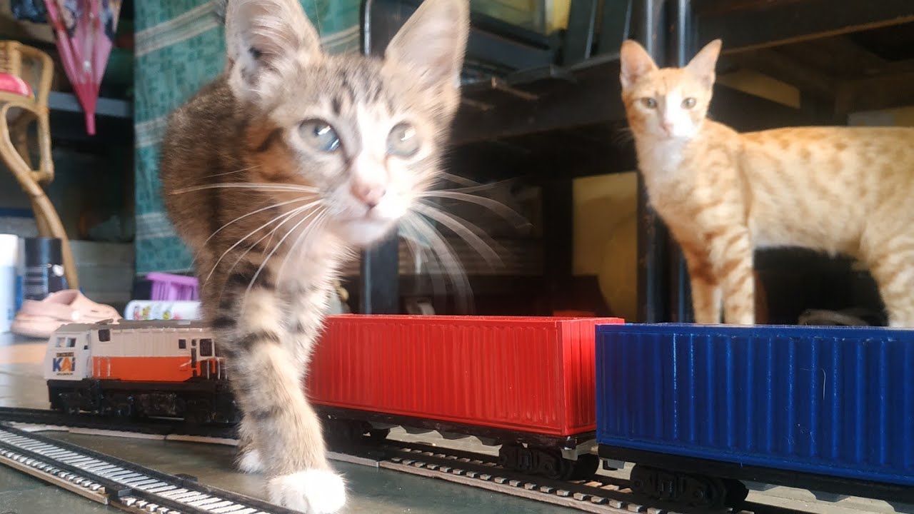 Kereta "CONTAINER" dan Kucing Penjaga Layout Jalur Kereta Api - YouTube