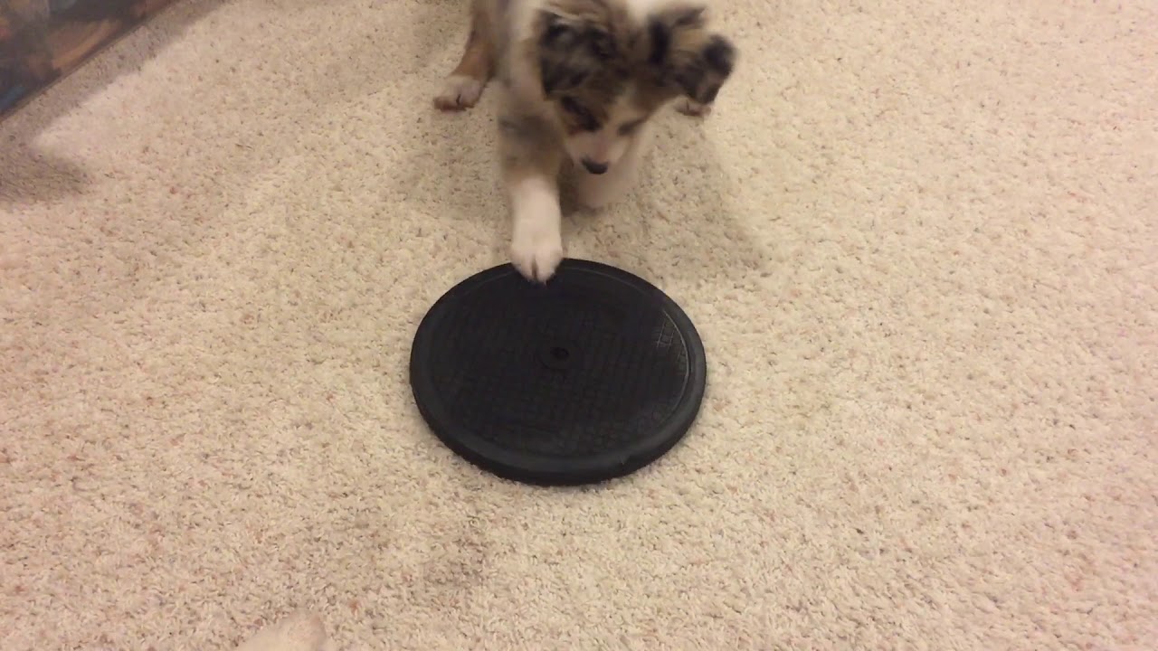 Australian Shepherd Puppy Gets Angry At Lazy Susan - YouTube