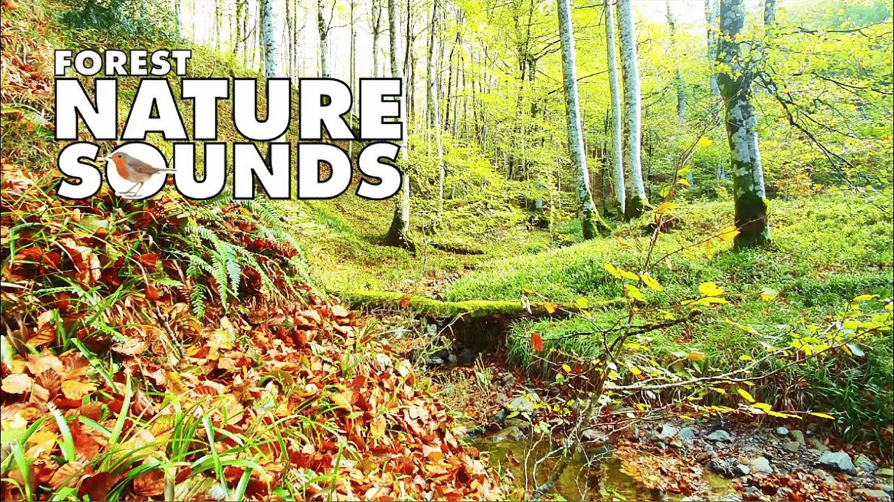 💚 The best sounds of nature. Environmental sounds of nature beneficial ...