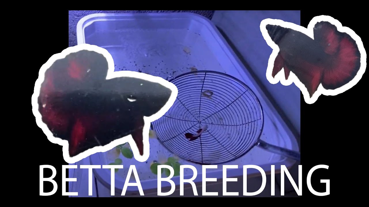 Betta | Breeding Update | Red Dragon Betta | Betta Breeder | Japula ...