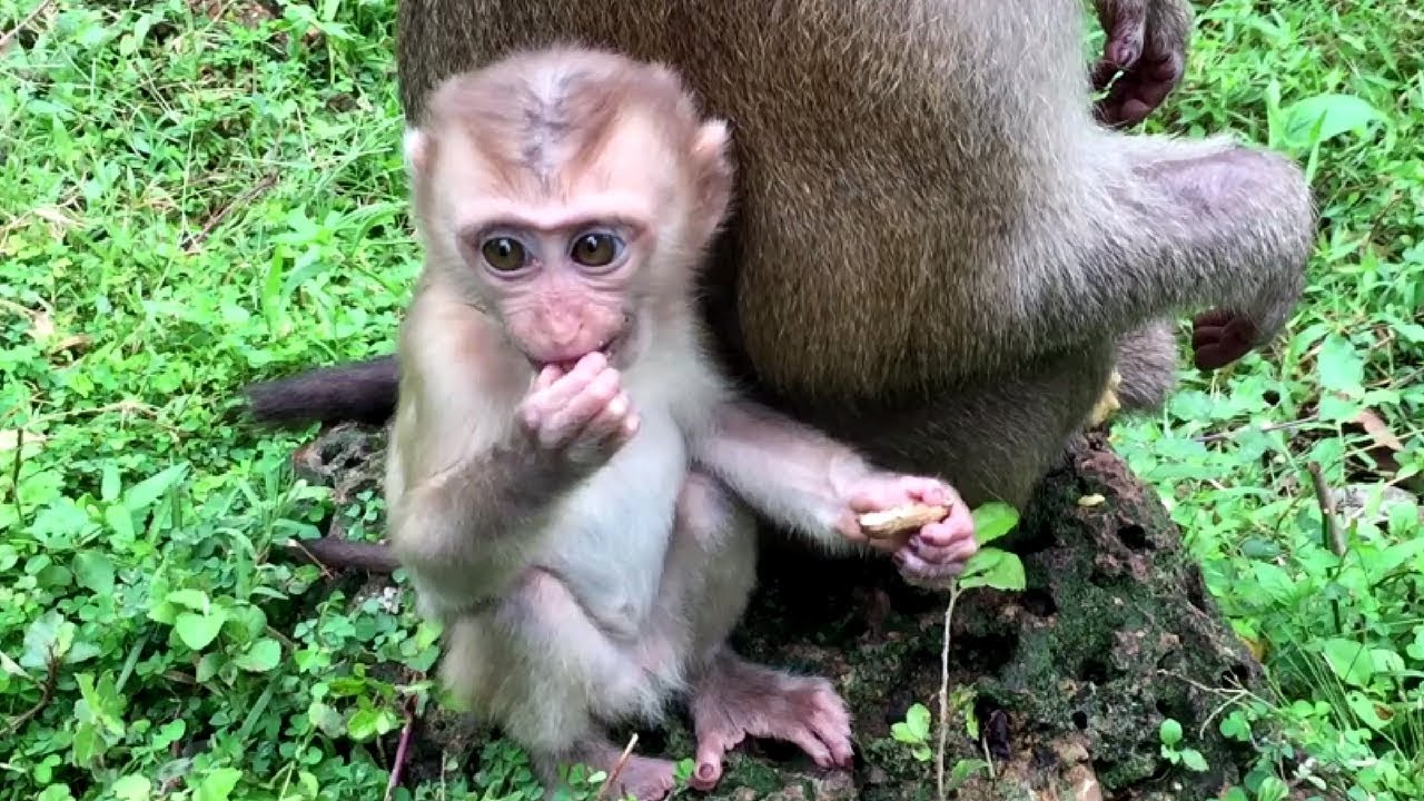 Come to See Cute Monkeys On Your Holiday At Angkor - YouTube