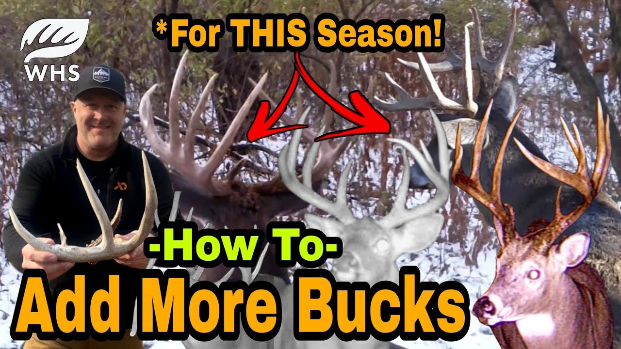 How To Add More Bucks To Your Land - NOW - YouTube