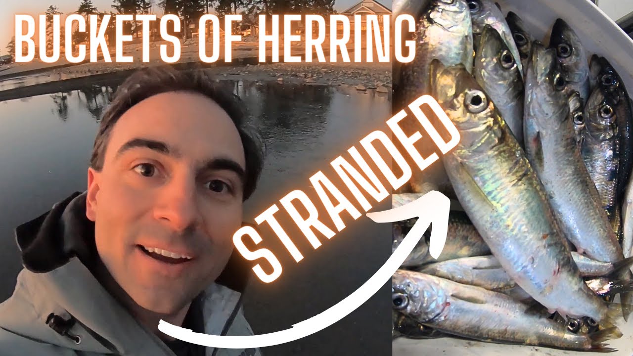 Dip Netting Pacific Herring Stranded at High Tide in a Shrinking Pool ...