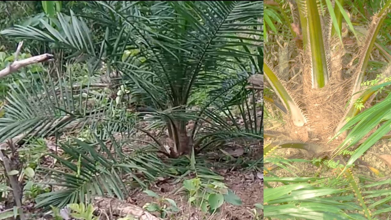 CARA CEPAT MEMPERBESAR BONGOL BATANG KELAPA SAWIT TBM!! - YouTube