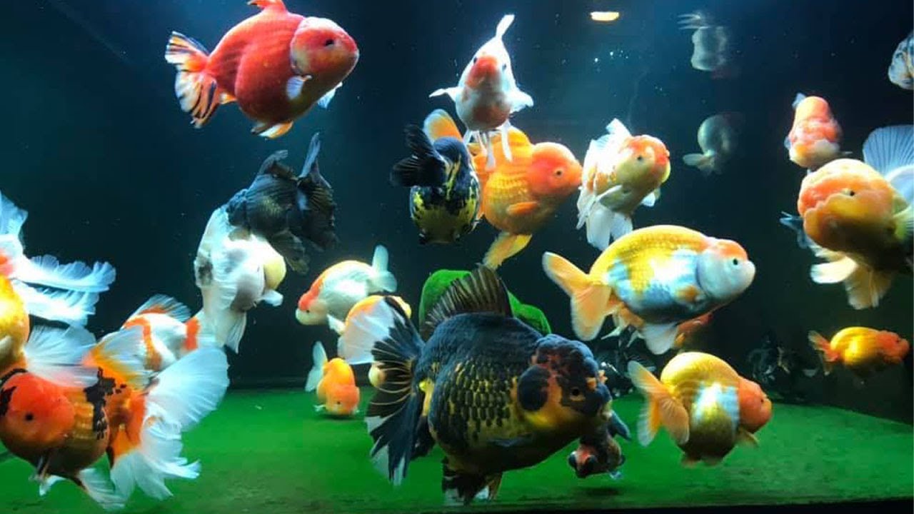 high quality goldfish collection video - YouTube