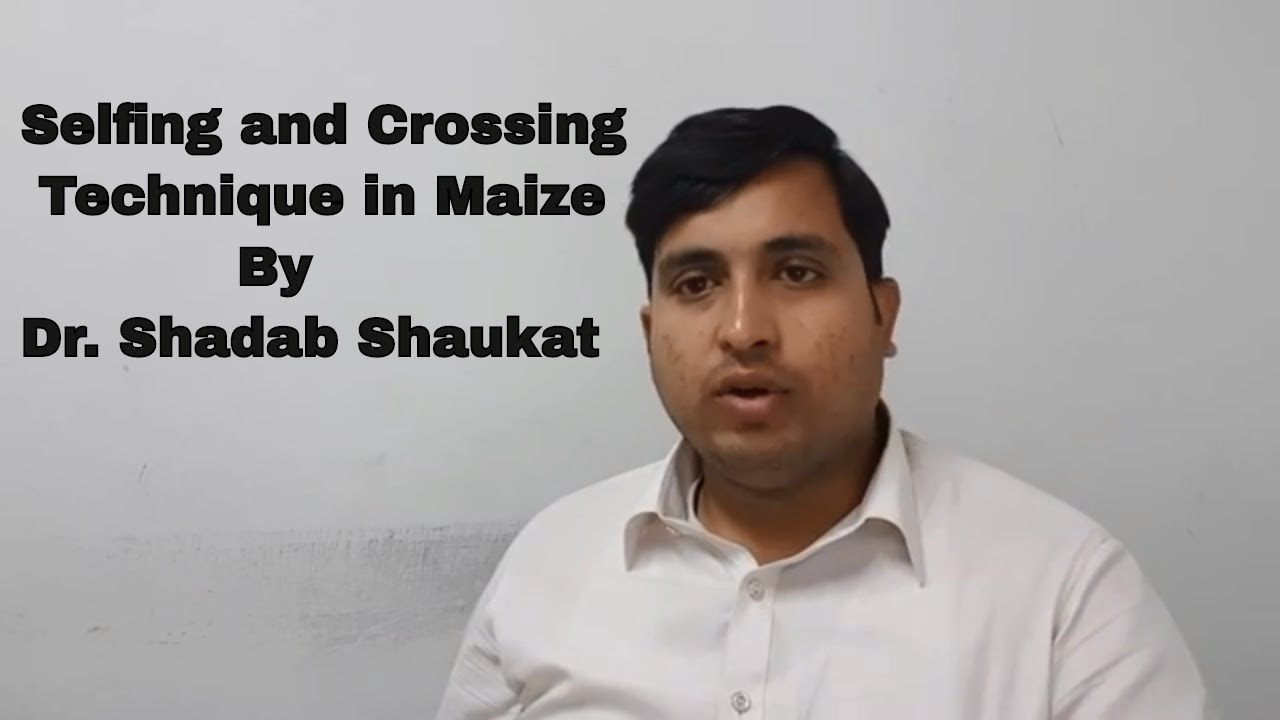 Selfing and Crossing Techniques in maize | Practical lecture 3 | PBG ...