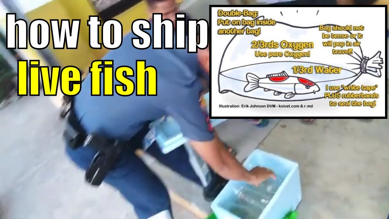 how to ship live fish Securely Tested Survival That never fails! - YouTube