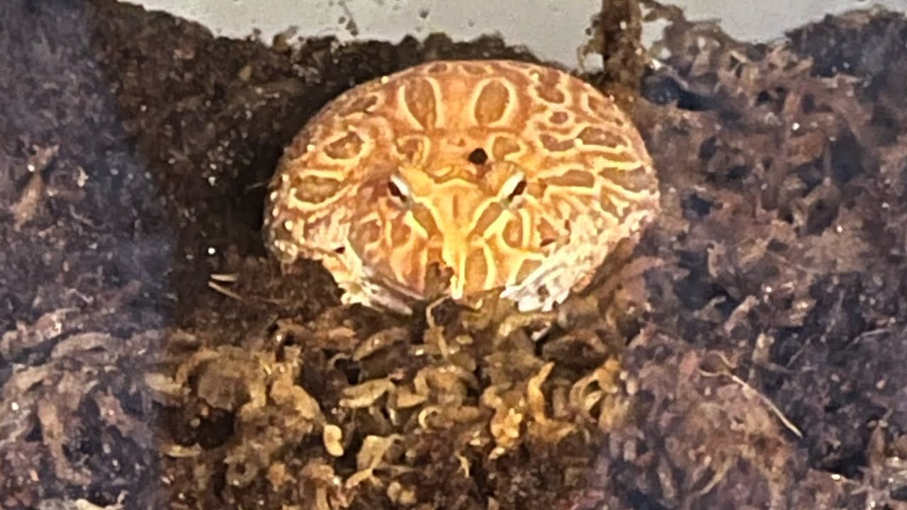 PacMan Frog setup + feeding! - YouTube