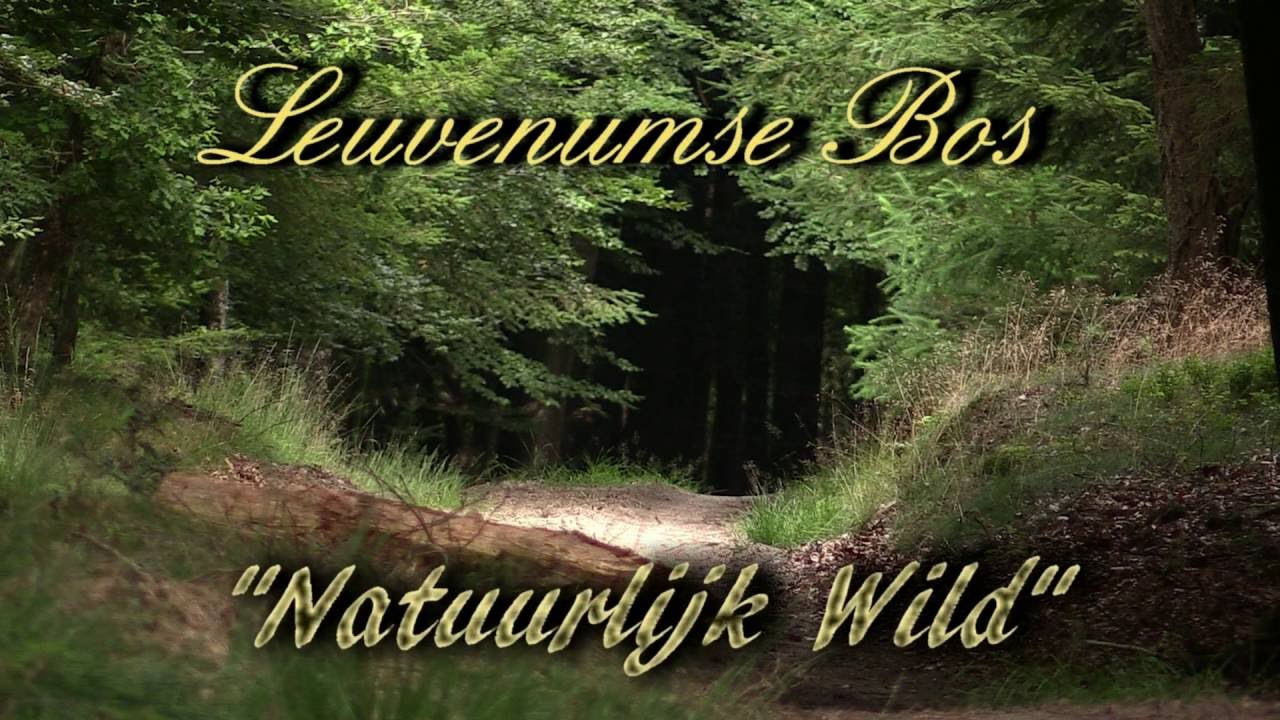 Leuvenumse bos, Natuurlijk Wild, Veluwe - YouTube