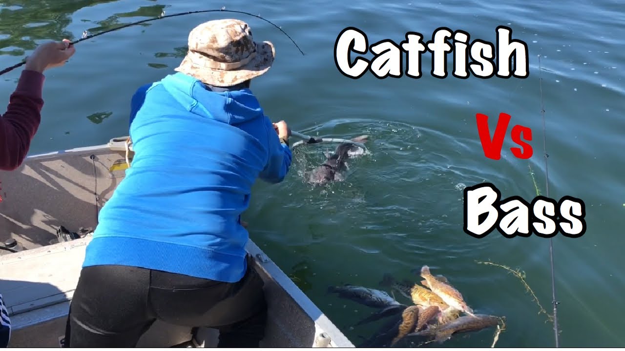 Khám Phá Câu Cá Ở Mỹ | Lên Được Catfish vs Bass Khủng Bên Dòng Sông Đầy ...