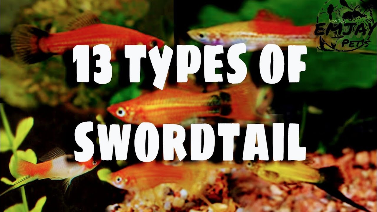 13 DIFFERENT TYPES OF SWORDTAIL - YouTube