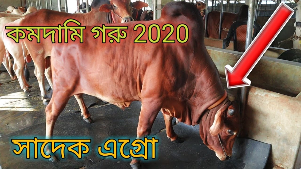 sadeeq agro 2020 | gabtoli gorur haat 2020 |bosila haat 2020 | eid ul ...