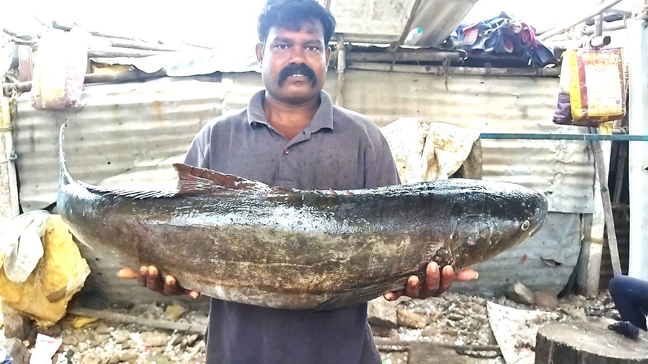 MASSIVE KADAL VURAL FISH CUTTING VIDEO//SUPERSTAR CUTTING #kasimedu # ...