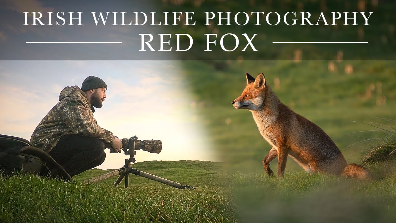Beautiful Morning of Wildlife Photography - Red Fox - YouTube