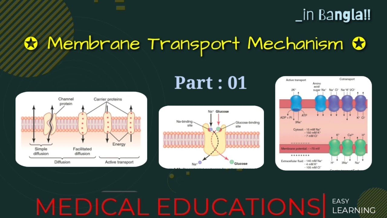 Membrane Transport Mechanism-Basic Drtails। Part: 01/02। Bangla - YouTube