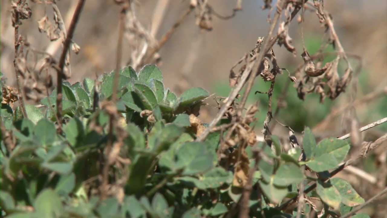 Alfalfa Insect Control - YouTube