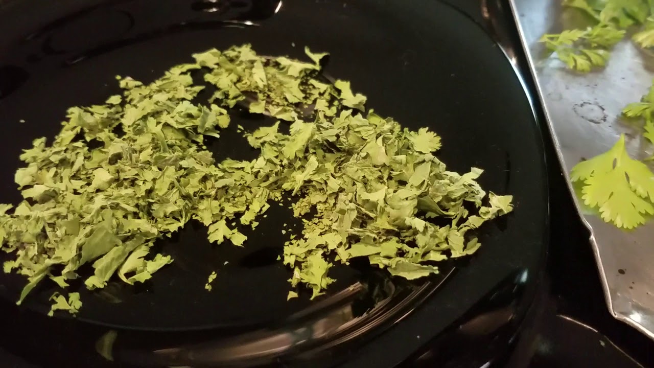 Drying Cilantro to use in Fall and Winter - YouTube