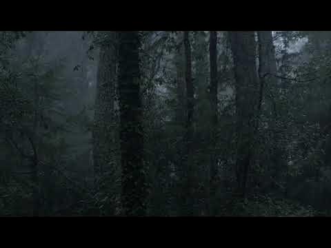 15 minutes of heavy rainfall in a soothing dark forest - Rain sounds ...