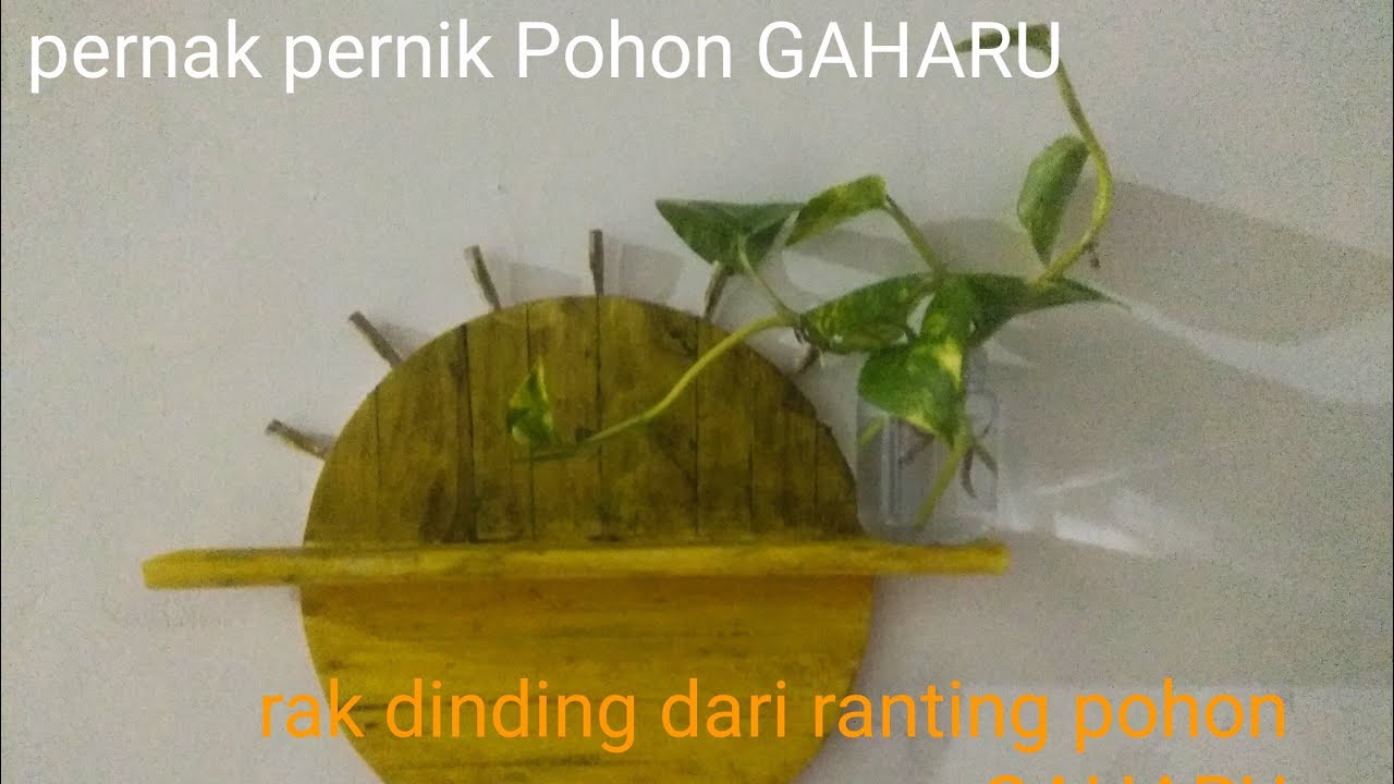 Ranting pohon GAHARU jadi hiasan dinding. - YouTube