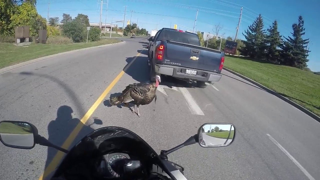 Aggressive Turkey Investigates Sports Bike || ViralHog - YouTube