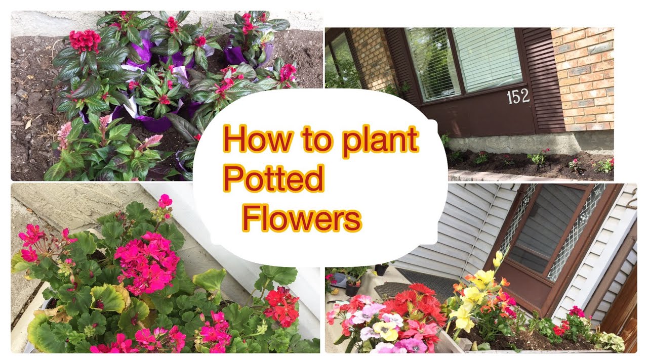 Flower bed preparation and planting potted plants - Canada flower ...
