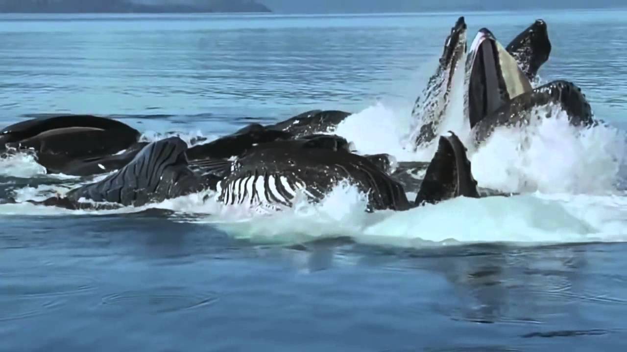 Ingegneri ecosistemici - le balene - YouTube