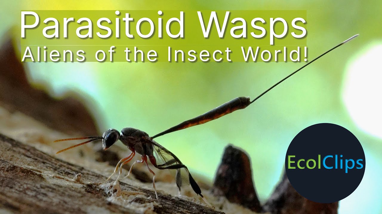 Parasitoid Wasps: Aliens of the Insect World | EcolClips - YouTube