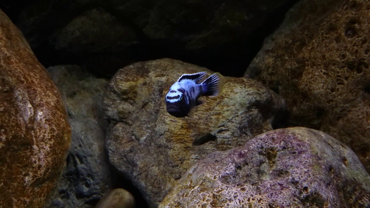 Metriaclima sp. "msobo" magunga - YouTube