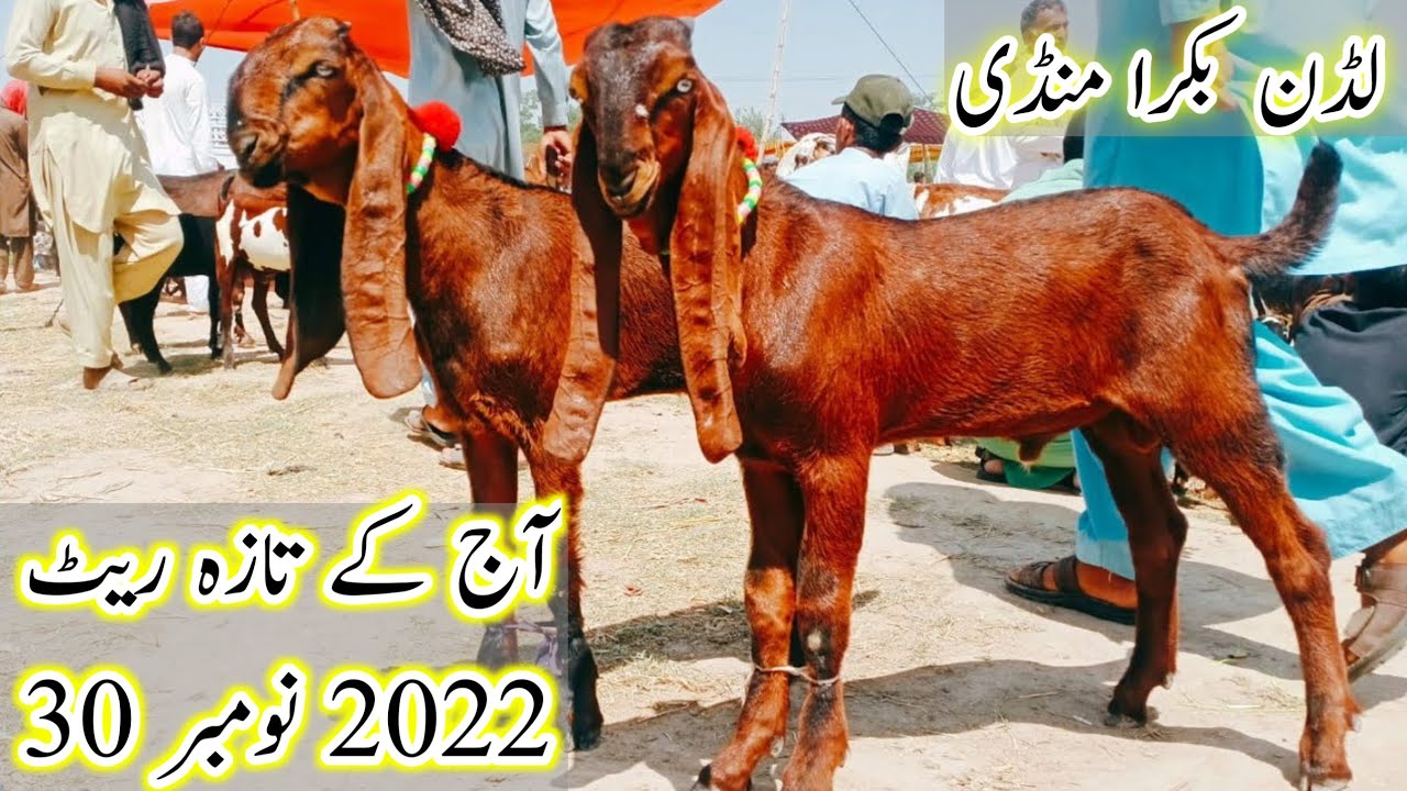 Luddan mandi pakistan today fresh mandi update makhi cheene nagre or ...