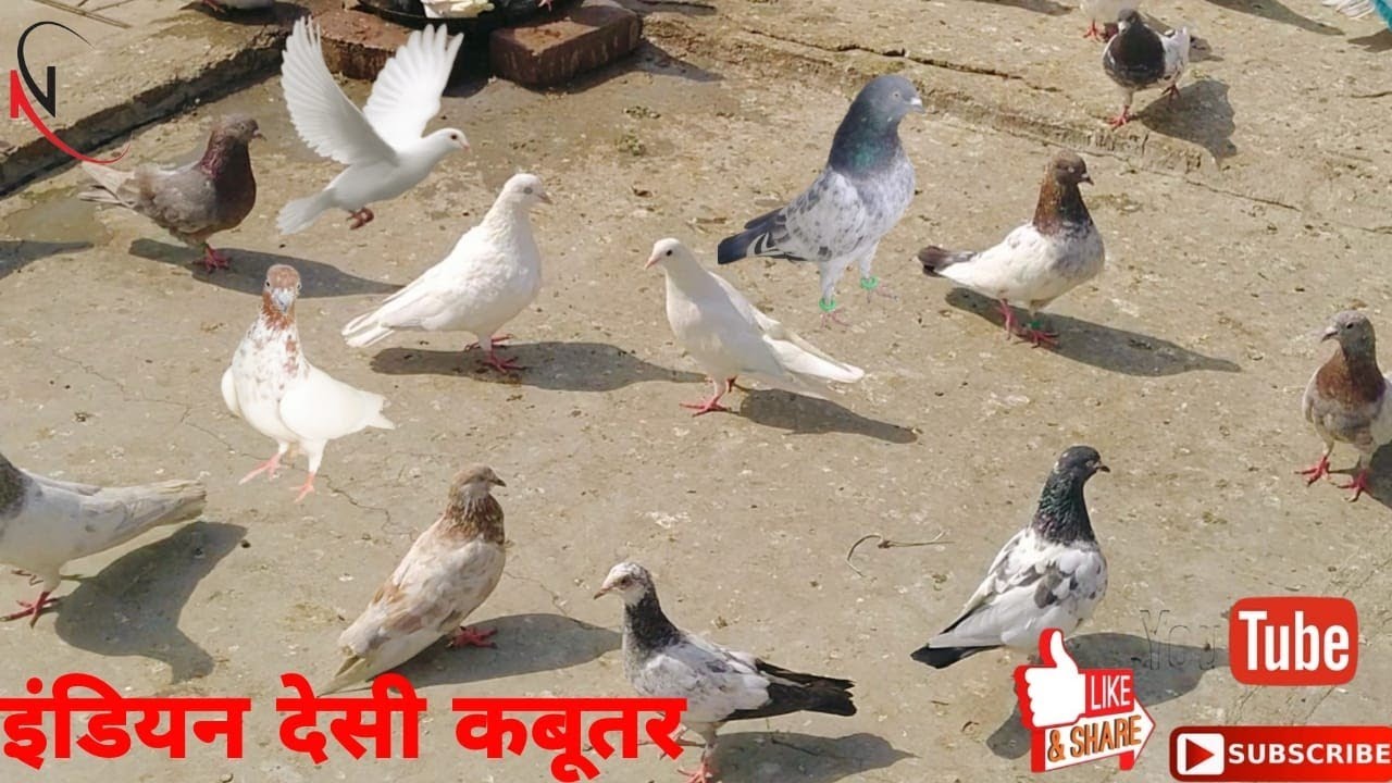Indian kabutar pigeon N - YouTube