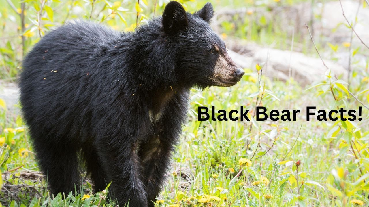 Black Bear Facts! How They Live! How To Hunt! - YouTube