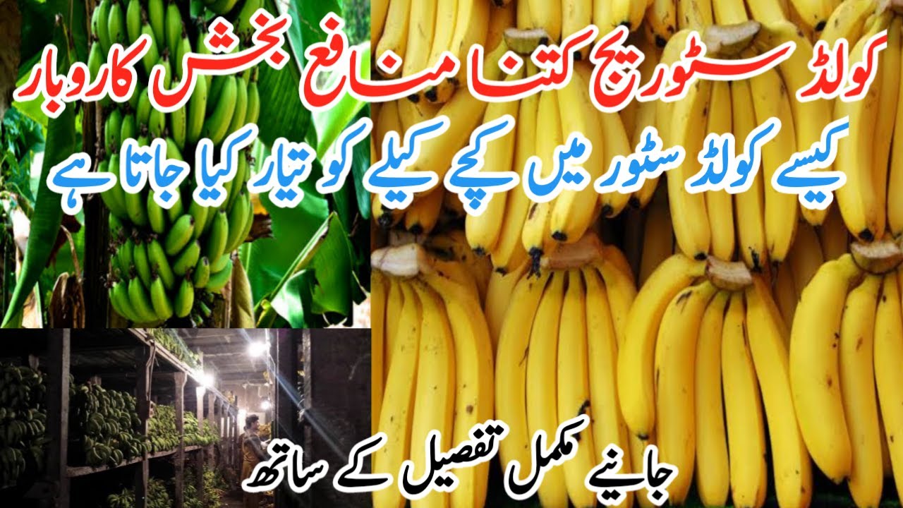 Cold Storage Part (1) | Banana Cold Storage | Pakistan | Business ...