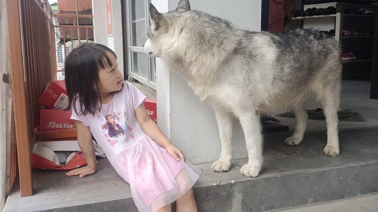 Our first science book | A Dog 'FELTEA'| Coconut & Pizza | First Cry ...