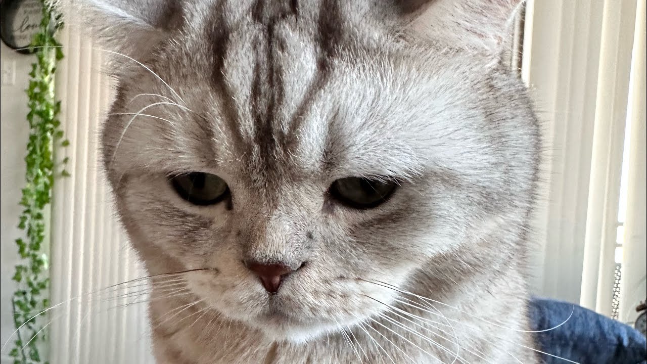 From Stranger Cat to Mishka! #cat #catvideos #youtubevideo #trending # ...