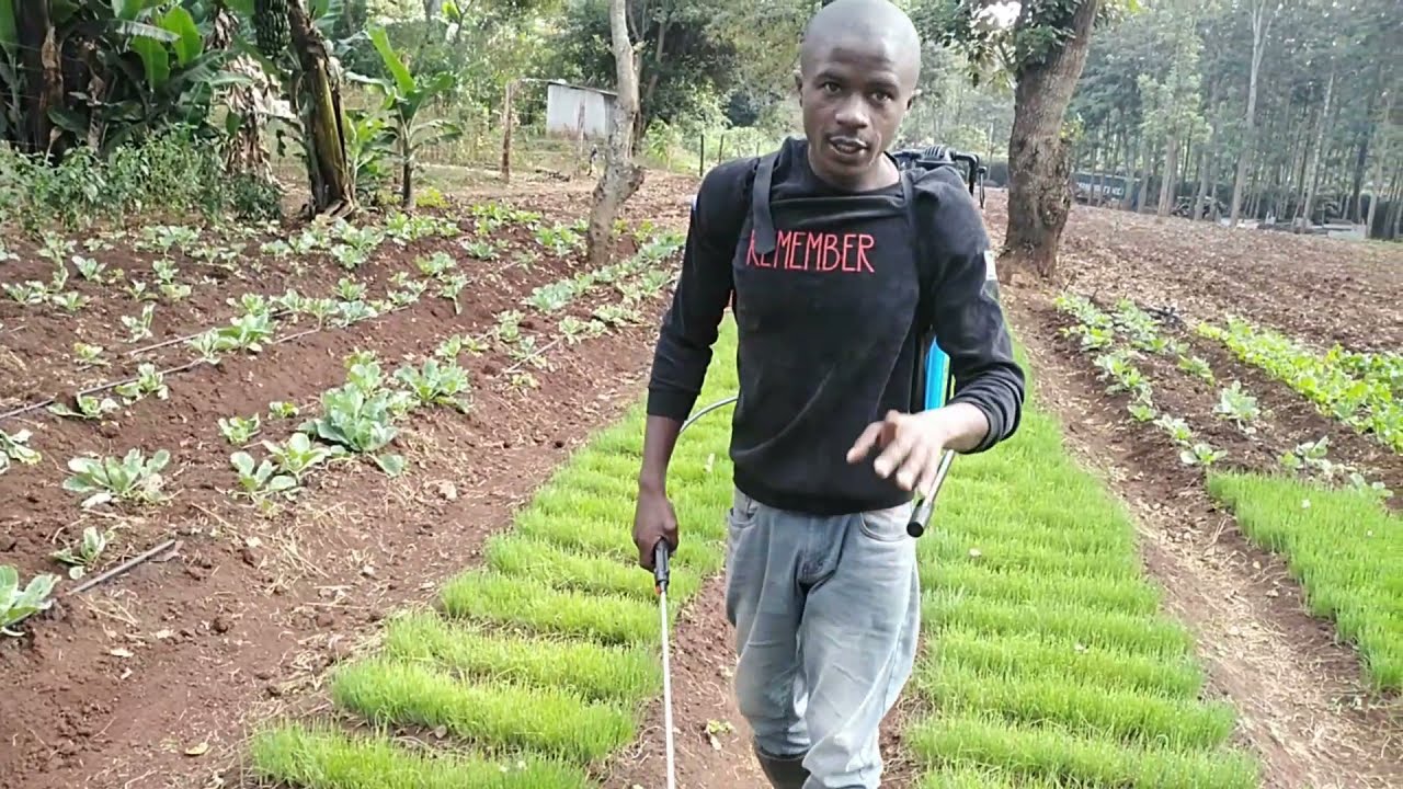 How to drench /spray onion nursery (4th Epsd) - YouTube